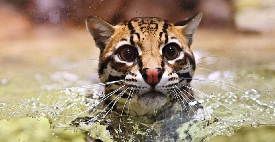 10 Wild Cats That Prove They’re Masters of Water