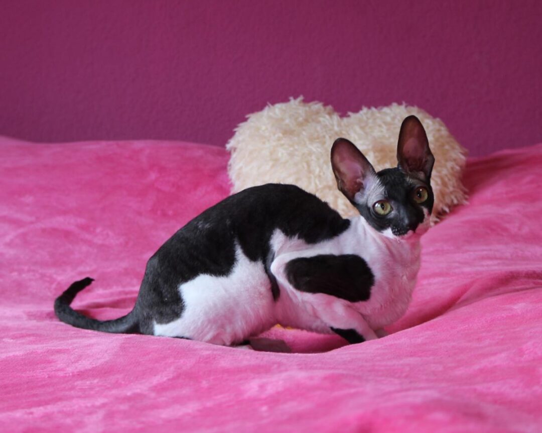 11 Unusual Cornish Rex Coat Colors and Markings