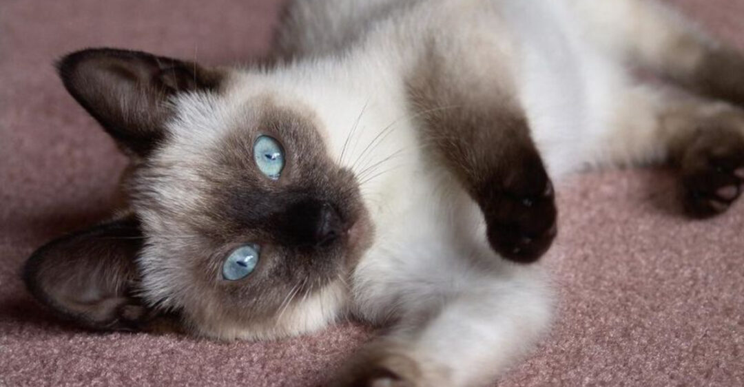 11 Things You Didn’t Know About Chocolate Point Siamese Cats