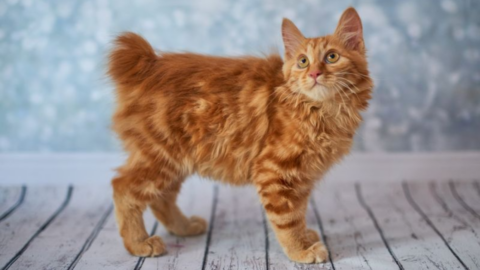 12 Unique Things About Cymric Cats Every Prospective Owner Should Know ...