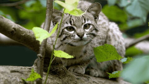 13 Exotic Wild Cat Hybrids That Will Leave You in Awe!