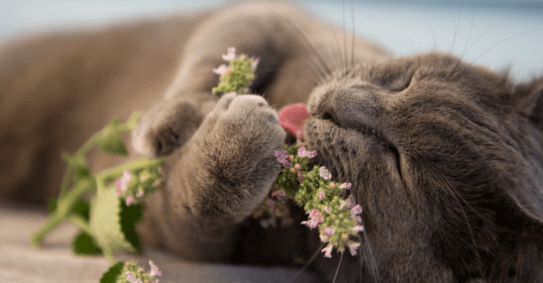 13 Surprising Scents That Can Calm an Anxious Cat