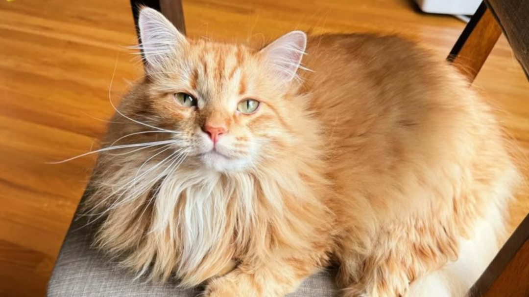 15 Dumbest Cat Breeds Who Couldn’t Find Their Way Out of a Paper Bag