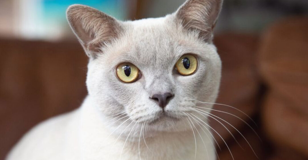 18 Easy Cat Breeds That Don’t Require Much Effort to Keep Happy