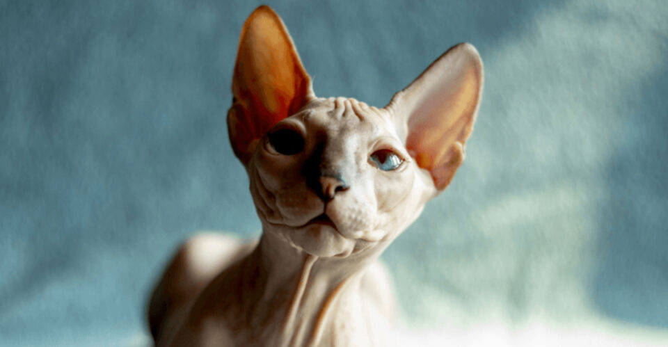15 Exotic Sphynx Cat Colors That Will Surprise You