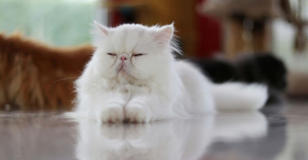 15 Gorgeous Persian Cat Patterns and Shades You’ll Love