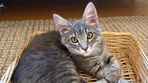 15 Fascinating Tidbits About Gray Tabby Cats That Will Surprise You ...