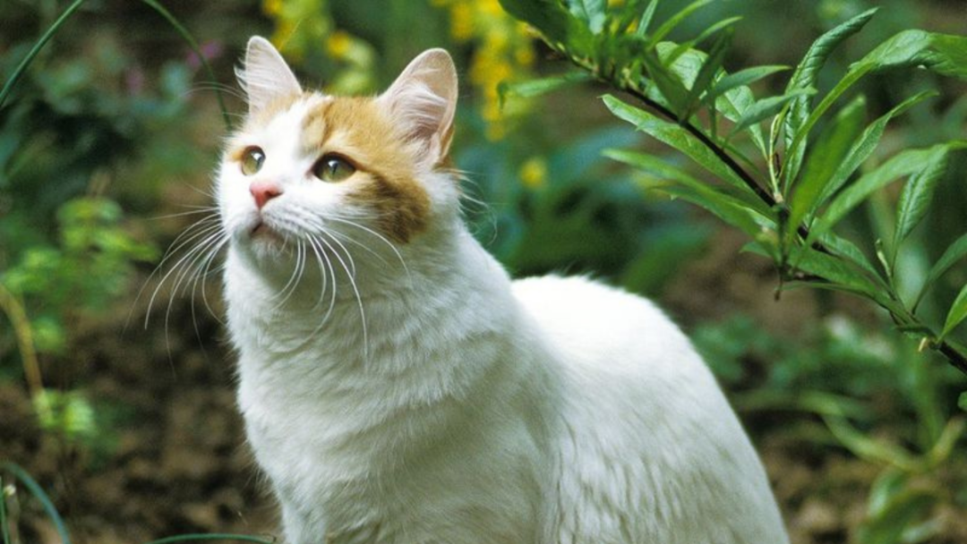 18 Most Vocal Cat Breeds That Will Always Keep You Entertained