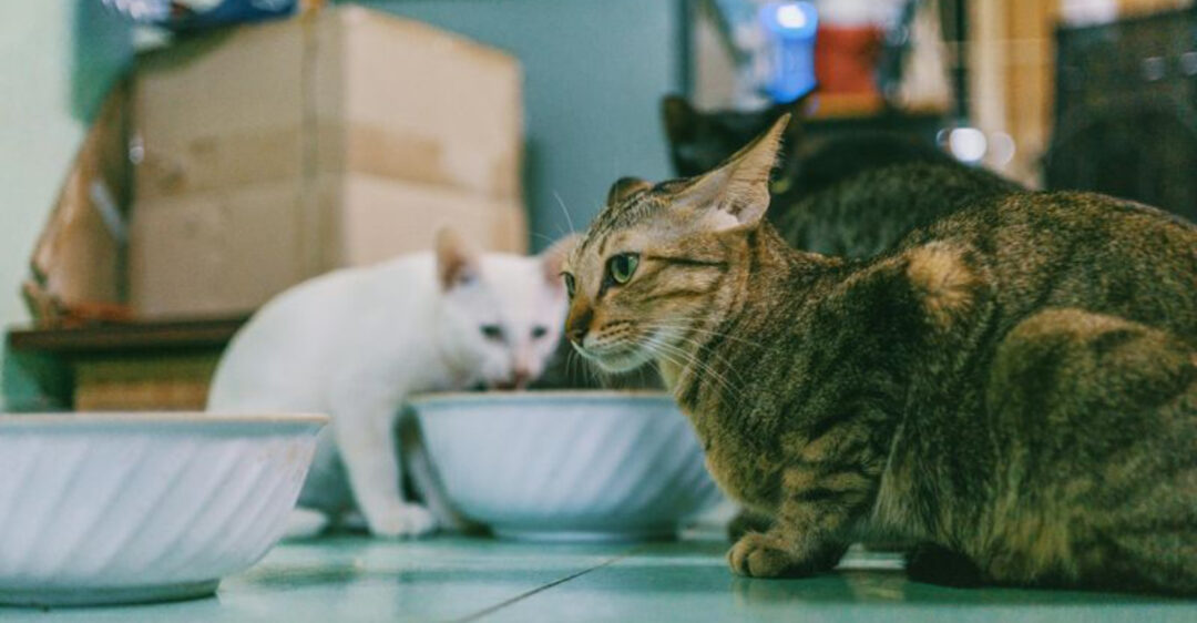 15 Proven Methods to Calm Your Cat’s Aggressive Tendencies