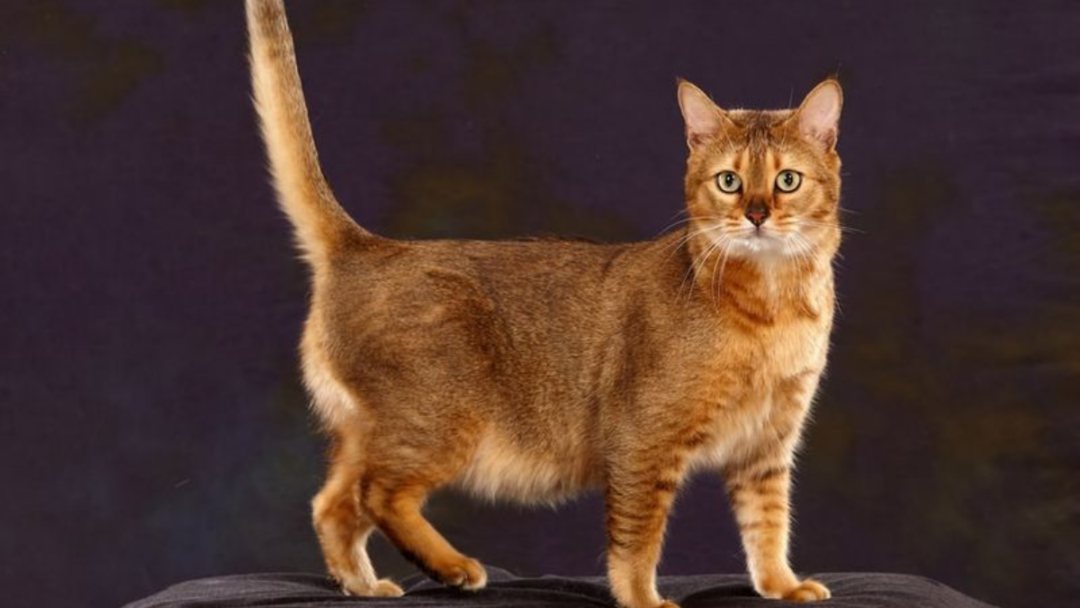 16 Reasons Why Somali Cats Are the Ultimate Feline Firecrackers