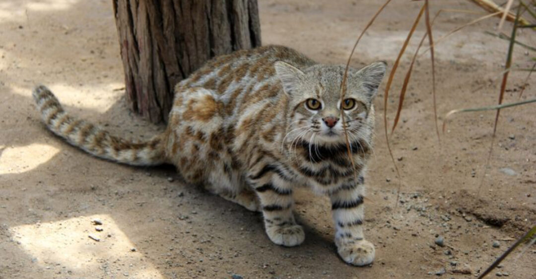 15 Smallest Wild Cats You’ve Probably Never Heard Of - Cats Chef