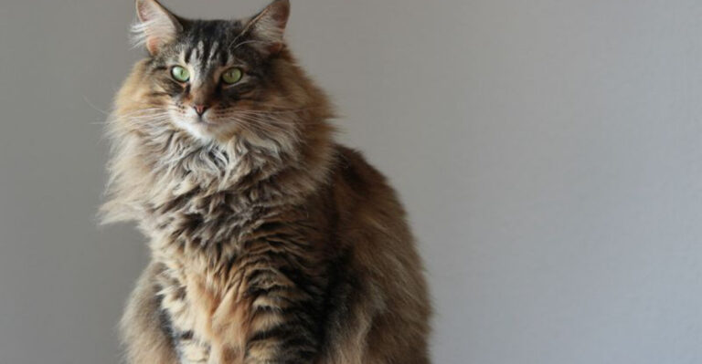 15 Spectacular Norwegian Forest Cat Colors and Their Origins