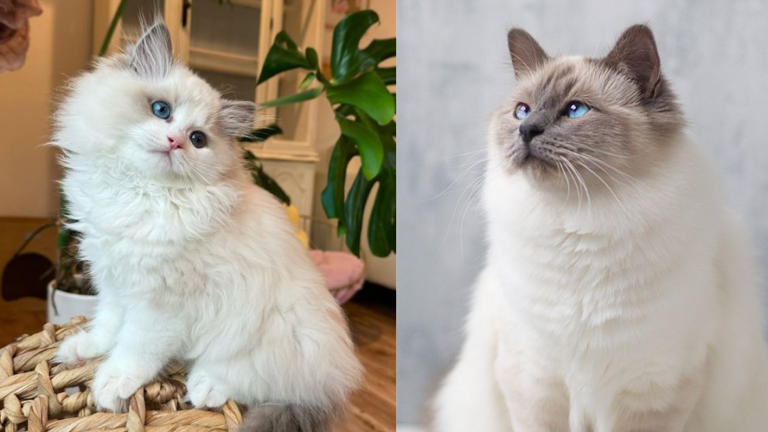 15 Surprising Differences Between Birman and Ragdoll Cats You Didn't ...