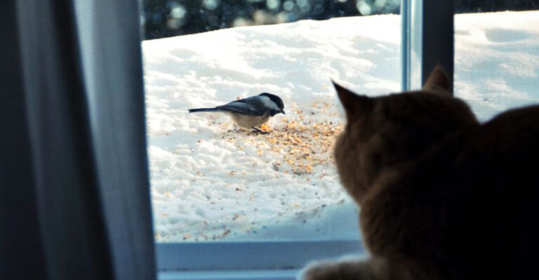 15 Things Cats Do That Humans Should Definitely Try