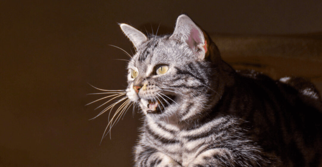 15 Weird Cat Behaviors Explained (And What They Mean for You) - Cats Chef