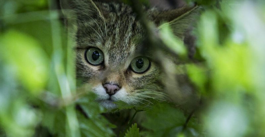 15 Wild Cats That Share DNA With Your House Cat