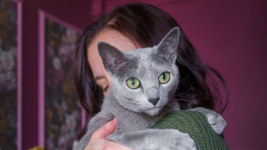 18 Surprising Reasons the Korat Cat Is a Treasure Among Feline Breeds