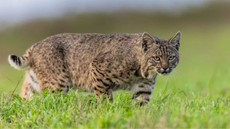 20 U.S. States Where You're Most Likely to Run Into a Bobcat (And How ...