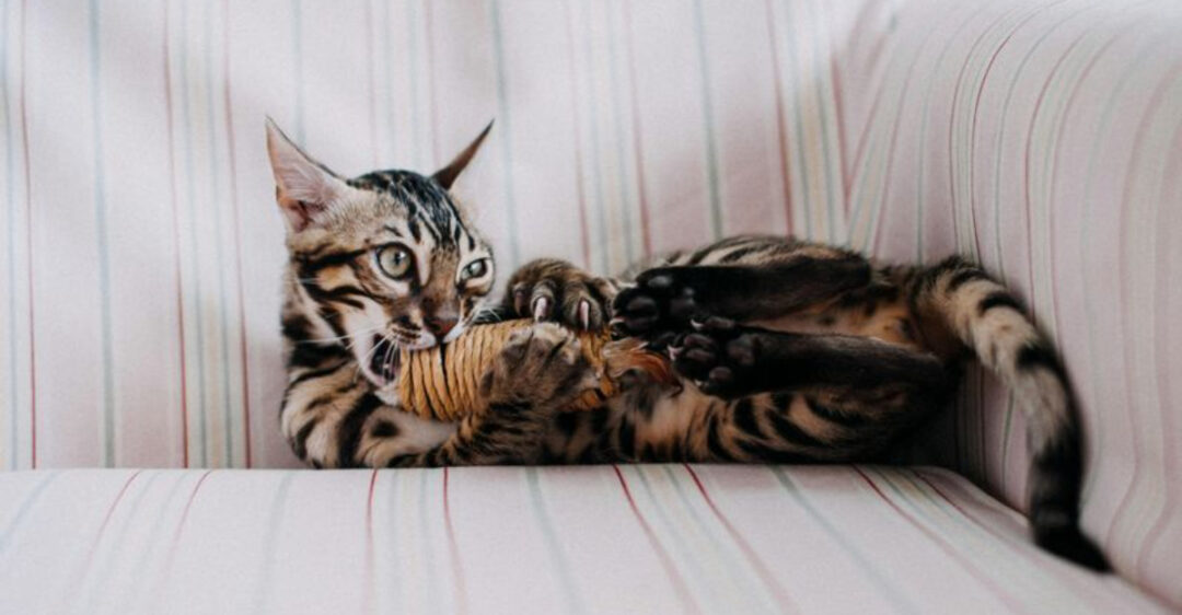 20 House Cats That Look Like They Belong in the Wild—Fierce, Striking ...