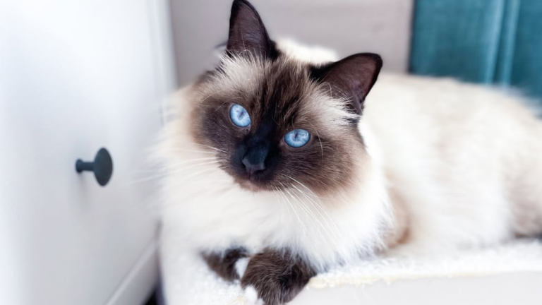 30 Interesting Facts About Birman Cats