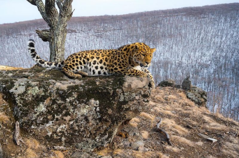 Only 200 Left? 15 Facts About the Amur Leopard, the Rarest Big Cat in ...