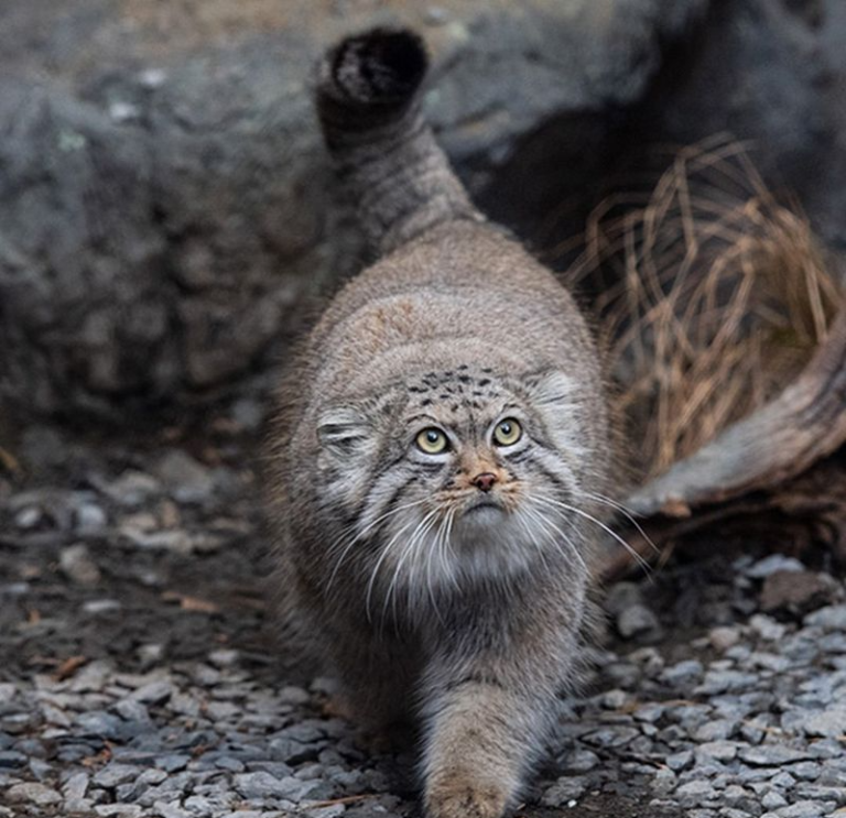 The Ultimate Ranking of the Top 20 Most Dangerous Cats on the Planet ...
