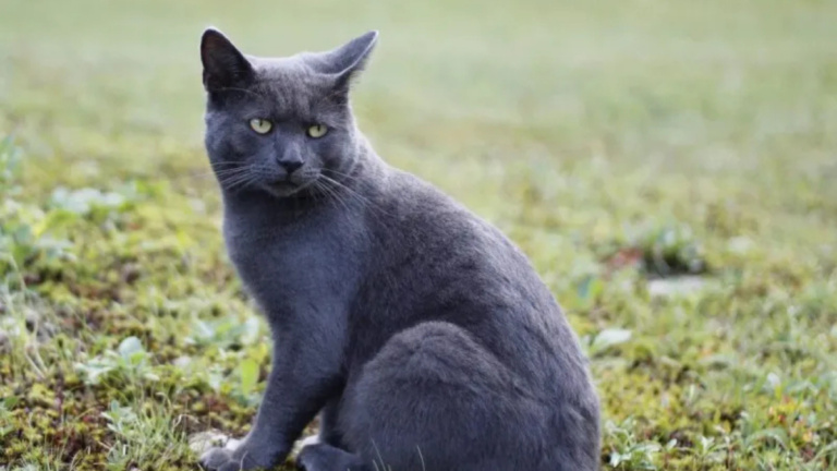 4 Things To Keep In Mind About The Raas Cat