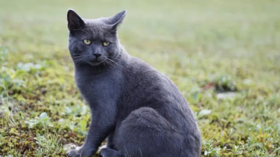 4 Things To Keep In Mind About The Raas Cat