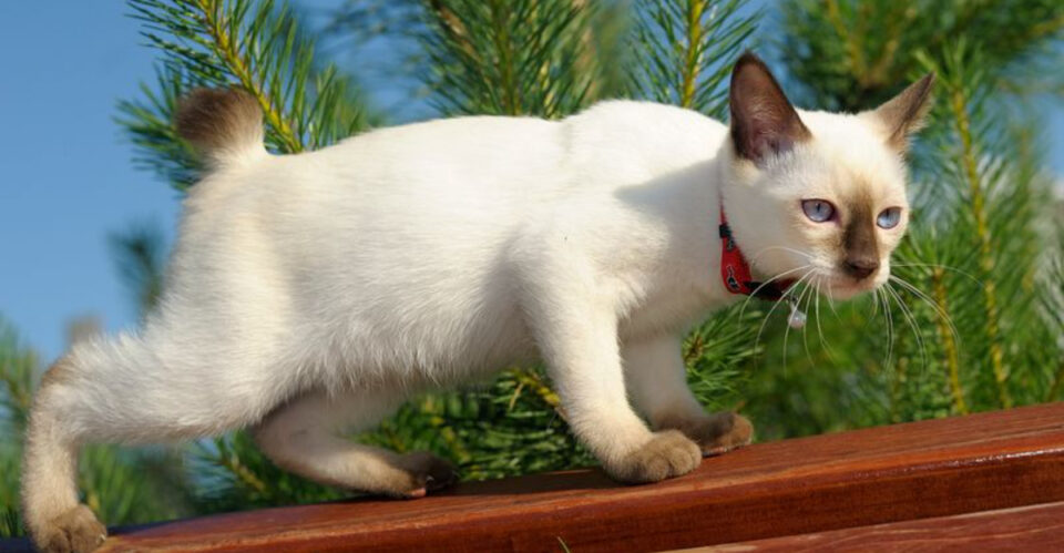 8 Fascinating Tailless Cat Breeds You’ve Never Heard Of But Need to See