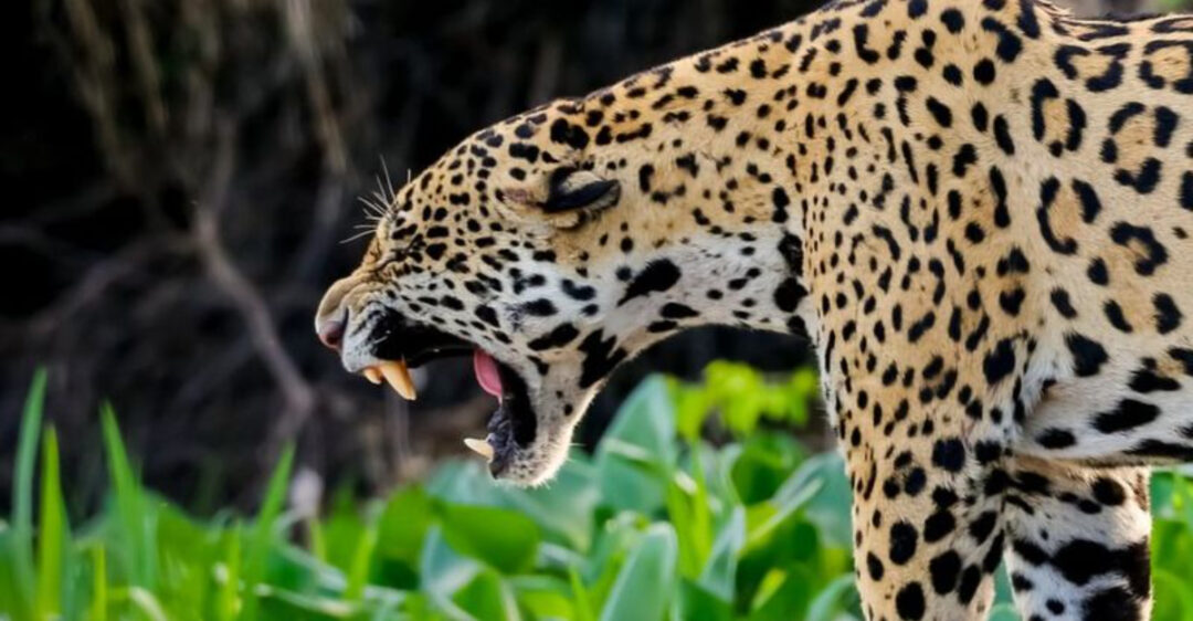 Do Wild Cats Purr? 15 Intriguing Facts About Wild Cat Sounds