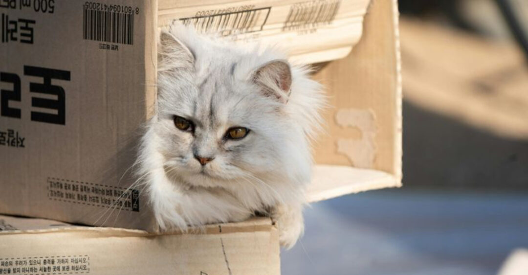 Feline Logic: 20 Surprising Reasons Cats Pick Boxes Over Cushions ...
