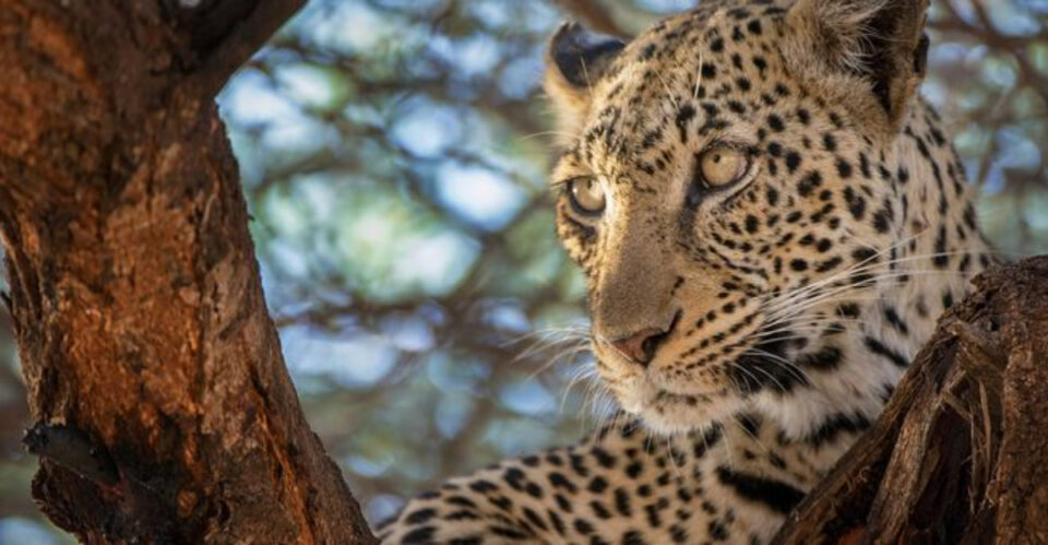 From Cheetahs to Caracals – The 15 Fastest Wild Cats on Earth