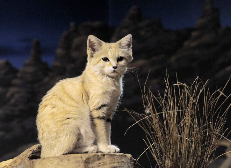 15 Wild Cats That Share DNA With Your House Cat