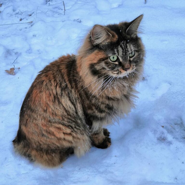 15 Fascinating Facts About the Kurilian Bobtail Cat You Need to Know ...