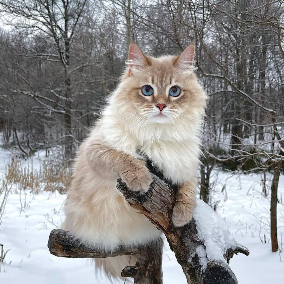 These Are the Favorite Cat Breeds for Each of the 50 States