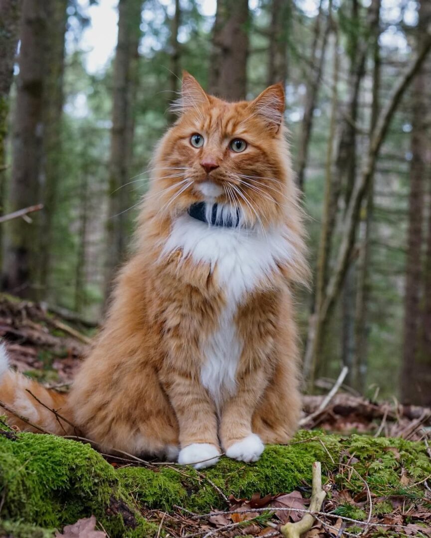 These Are the Favorite Cat Breeds for Each of the 50 States