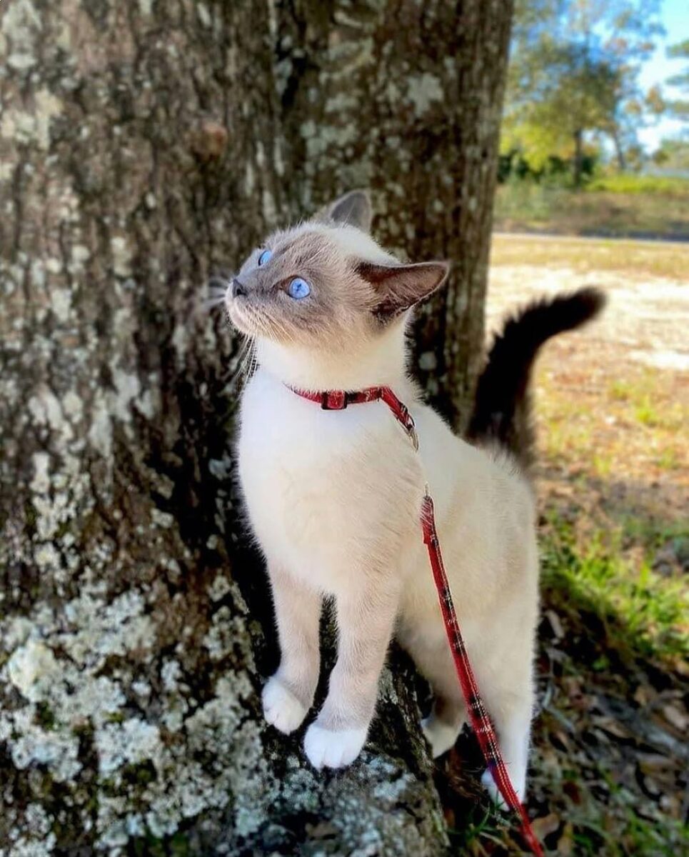 These Are the Favorite Cat Breeds for Each of the 50 States