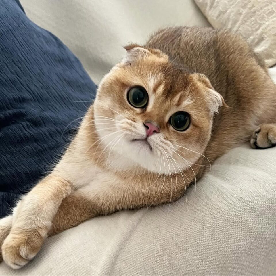 These Are the Favorite Cat Breeds for Each of the 50 States