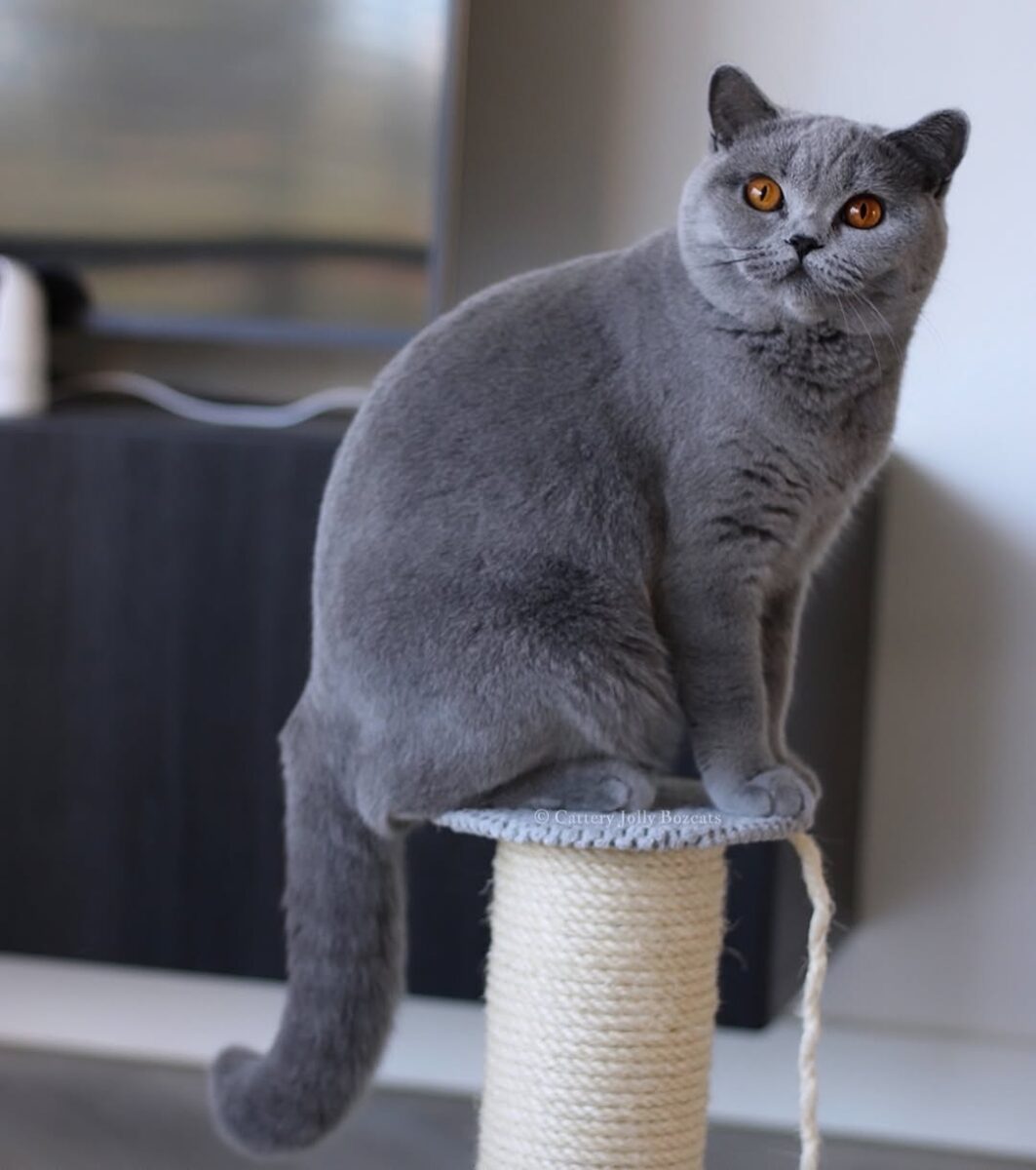 These Are the Favorite Cat Breeds for Each of the 50 States