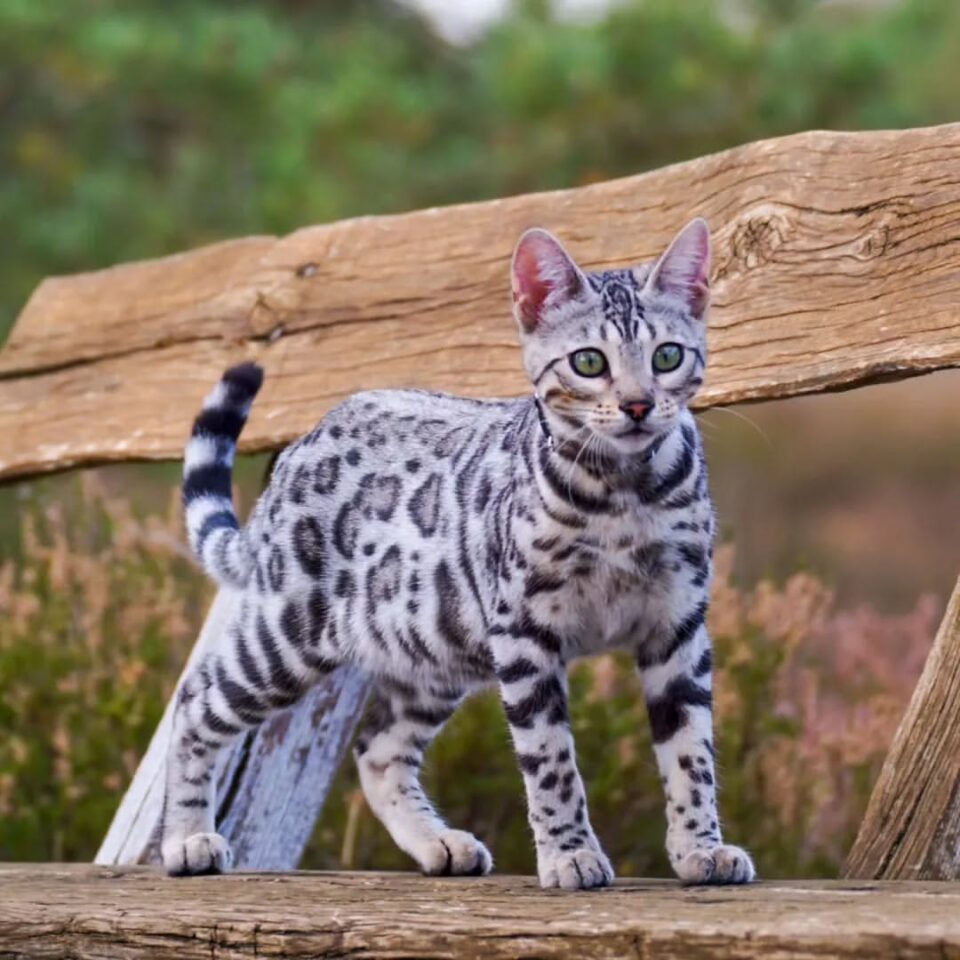 These Are the Favorite Cat Breeds for Each of the 50 States