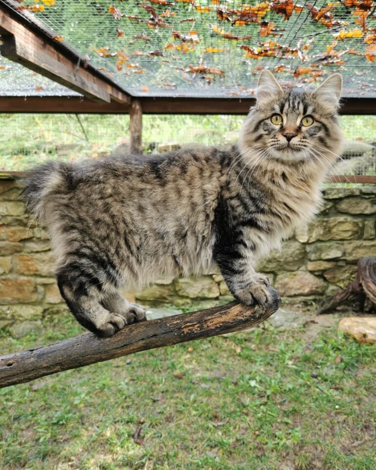 15 Fascinating Facts About the Kurilian Bobtail Cat You Need to Know ...