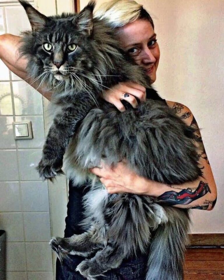 These Are the Favorite Cat Breeds for Each of the 50 States