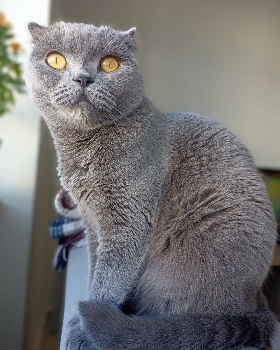 These Are the Favorite Cat Breeds for Each of the 50 States