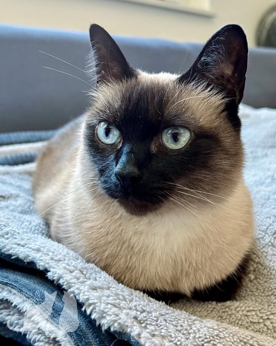 These Are the Favorite Cat Breeds for Each of the 50 States