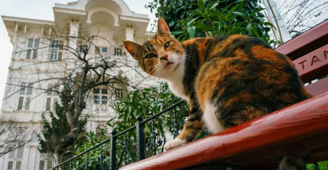 The Cat Lover’s Bucket List – 22 Cities You Can’t Miss