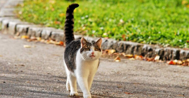 The Tail Tells All: 15 Hidden Messages Your Cat is Sending You