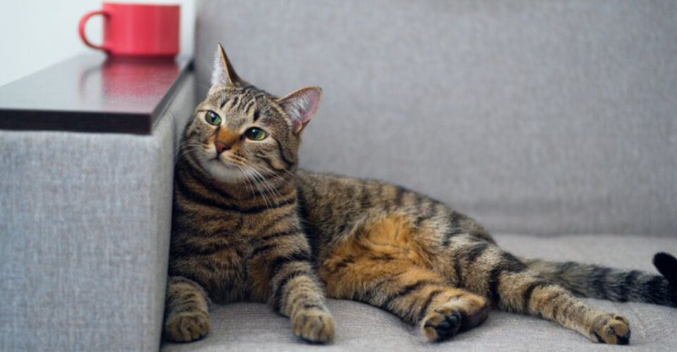 The Top 24 Mixed Cat Breeds That Steal Hearts