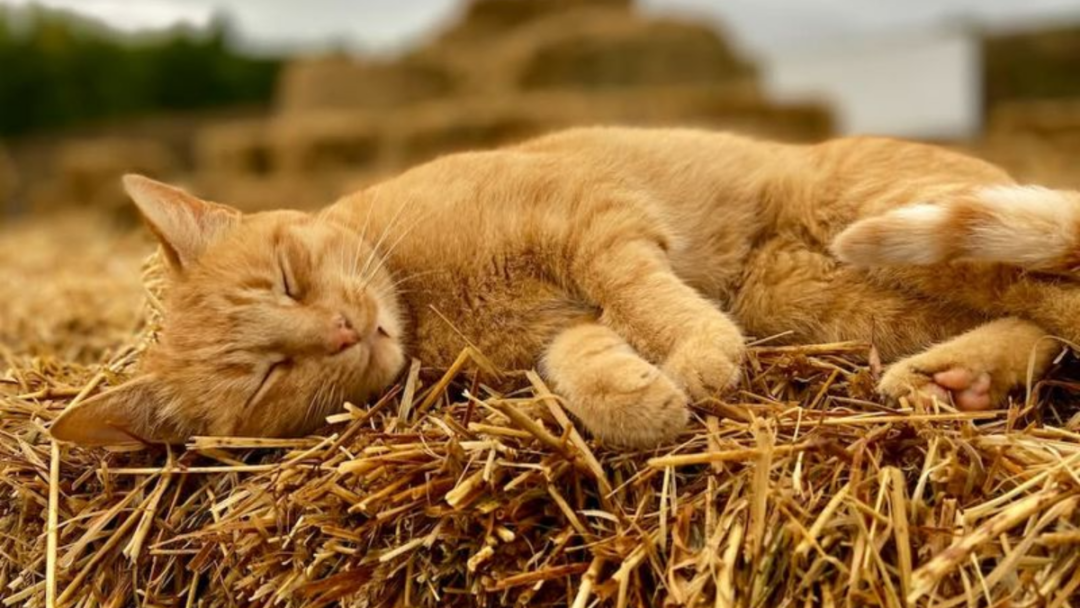 Where Do Outdoor Cats Sleep? 16 Surprising and Cozy Spots