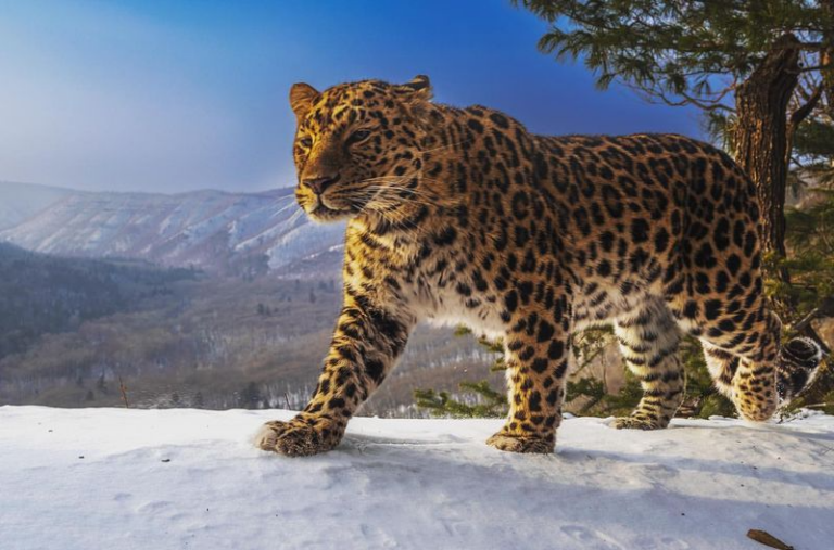 Only 200 Left? 15 Facts About the Amur Leopard, the Rarest Big Cat in ...