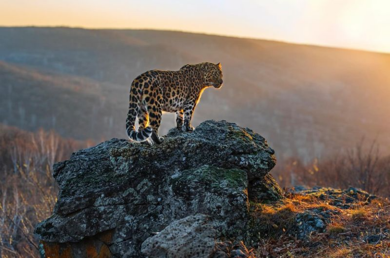Only 200 Left? 15 Facts About the Amur Leopard, the Rarest Big Cat in ...